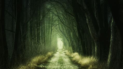 4k Dark Forest Wallpapers 4k Hd Backgrounds On Wallpaperbat