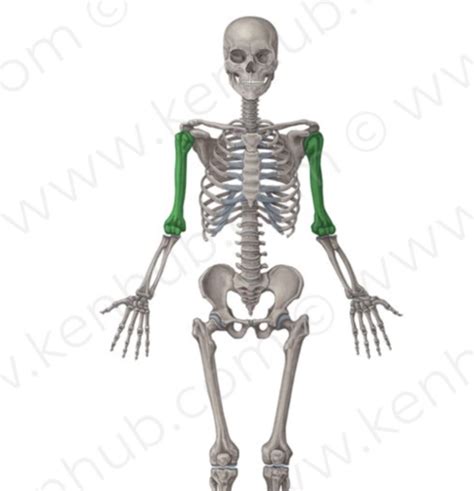 Module 2 Anterior Shoulder Axillary And Brachial Flashcards Quizlet