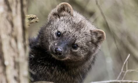 Fisher Cats In Western Massachusetts What To Know About These Mammals