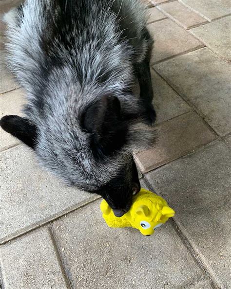 Eevee Rescue Fox Fox Tales Florida Rescue And Sanctuary