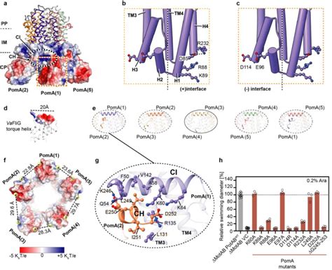 Poma Cytoplasmic Domain And C Terminal Helical Motif A Pomab Download Scientific Diagram