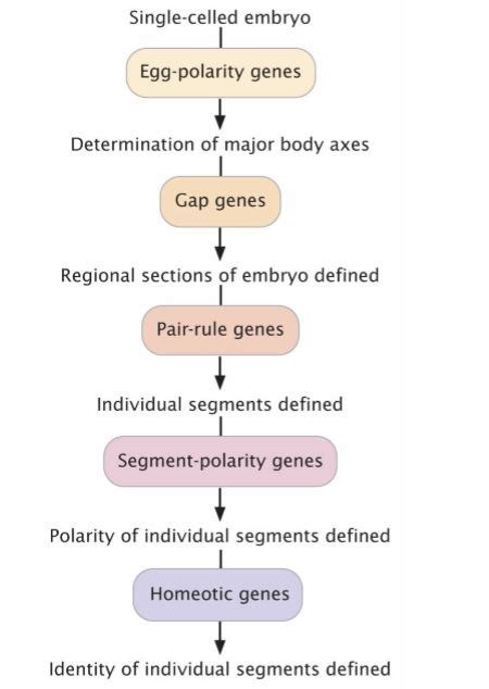 Answered Single Celled Embryo Egg Polarity Genes… Bartleby