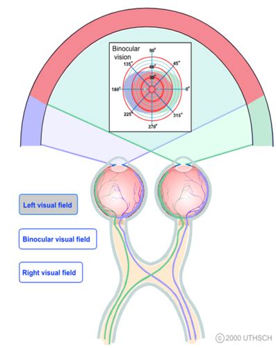 Visual Pathway And Lesions Flashcards Quizlet