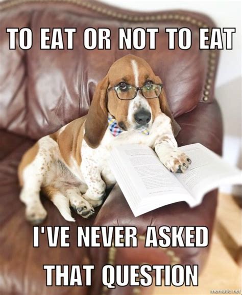 23 Funny Beagle Memes That Will Make You Laugh Non Stop