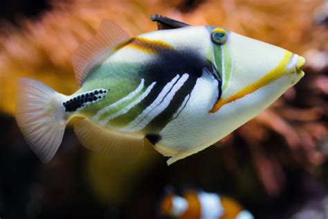 Predatory Fish Become More Voracious As Waters Warm •