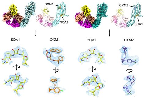 Dominic Meusch On Linkedin Chemokine Gpcr Ligand Embryonicdevelopment Immunecellproliferation…
