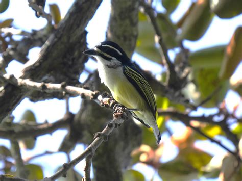 Yellow Rumped Tinkerbird Pogoniulus Bilineatus Birdingplaces