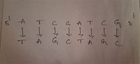 [solved] What Is The Complementary Dna Strand For The Dna Sequence Course Hero