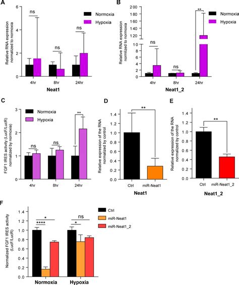 Figures And Data In Long Non Coding RNA Neat And Paraspeckle Components Are Translational