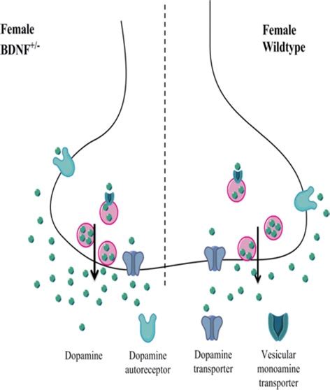 Potentiated Striatal Dopamine Release Leads To Hyperdopaminergia In Female Brain Derived