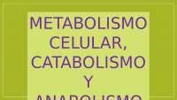 Metabolismo Celularanabolismo Y Catabolismo Diapositivas Docsity