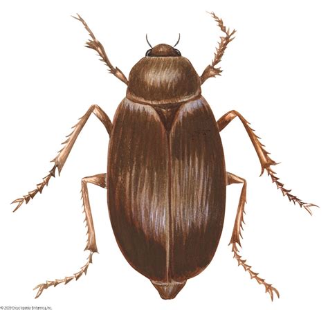 Scarabaeus Sacer Insect Britannica