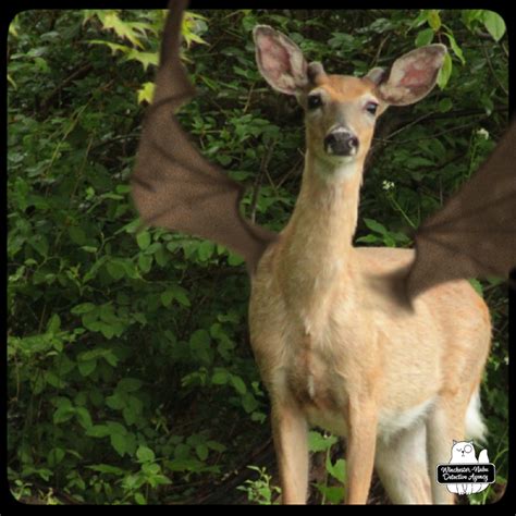 20220515 Devil Deer Amber Unmasked