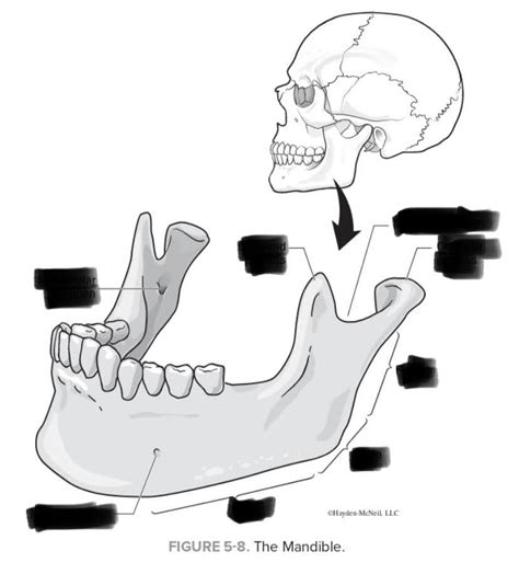 Facial Bones Diagram Quizlet Facial Bones Diagram Quizlet