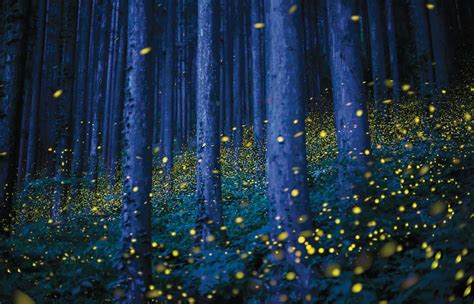 Bioluminescence Fireflies