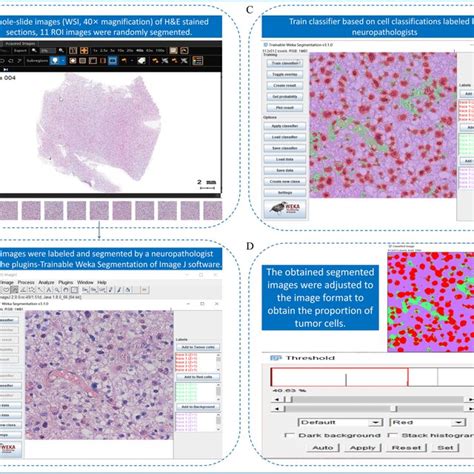 Imagej Software Analysis Workflow Download Scientific Diagram