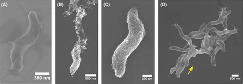 Figure 1 From Plasmonic Nanoparticles Assemblies Templated By Helical