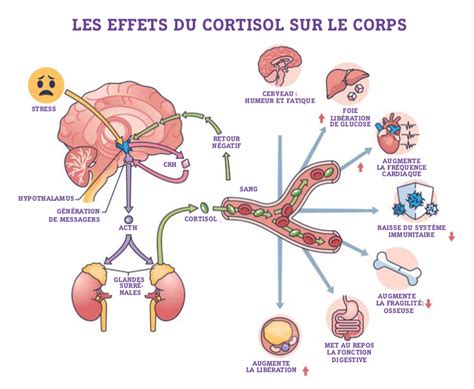 Cortisol Comprendre Réguler Et Optimiser Lhormone Du Stress