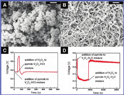 A C Sem Image Of Ppy Granules And Potential Time Profile Of Pyrrole Download Scientific