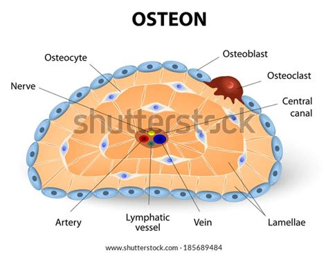 Osteocyte Structure
