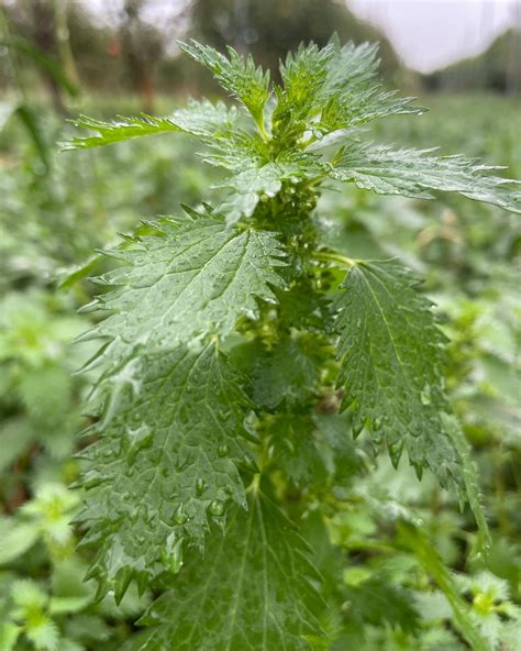 Plant Faqs Urtica Urens