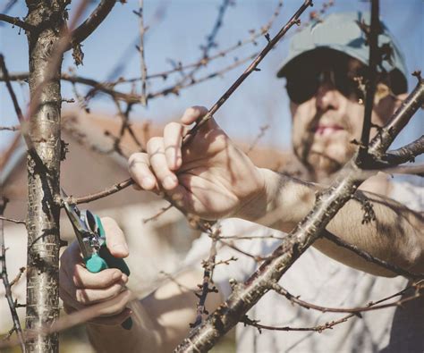 Tree Pruning Mistakes To Avoid Making In Your Backyard Homes And Gardens