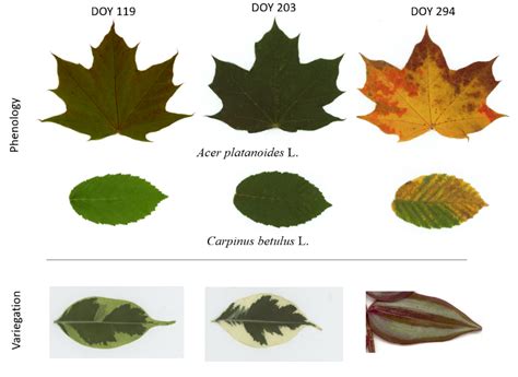 E Trainee Optical Parameters Of Foliage Leaf Level E Trainee Course