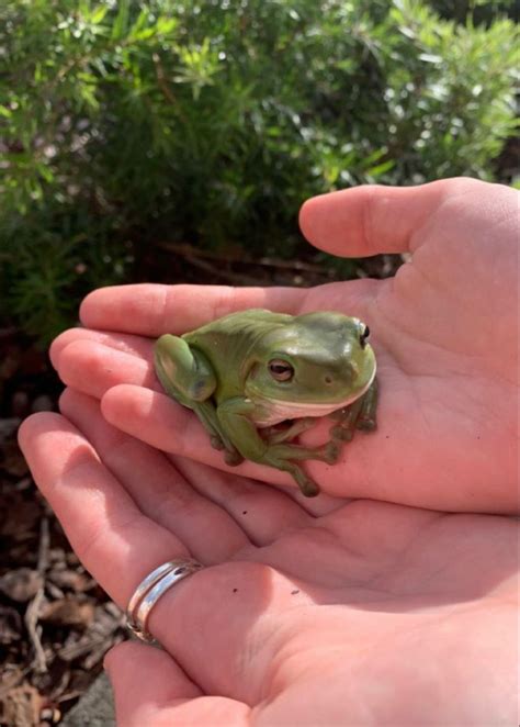 Pet Frog Art Frogs Frog Costume Pets Frog Hoodie Cute Frog Pet T Pet