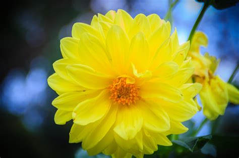 노란 달리아 하이브리드 꽃 피는 정원에서 전체 달리아는 덥 수 룩 한 결 절 초본 다년생 식물 멕시코 원주민의 속 0명에 대한 스톡 사진 및 기타 이미지 Istock