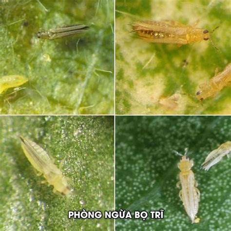 Bugattee Super 150sc Thuốc Trừ Sâu Và Côn Trùngbugattee Gold 120sc