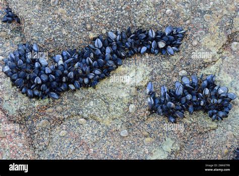 Mytilus Mytilus Edulis On The Beach Saint Quay Portrieux Brittany