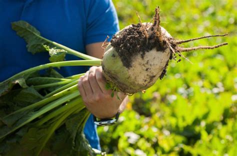 شرکت خرید و فروش ملاس چغندر قند و پساب ملاس فتحی در مازندران