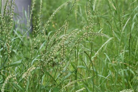 Is Rye Grass A Perennial Back Gardener