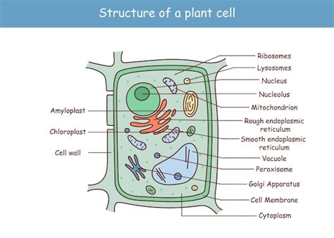 Vecteurs Et Illustrations De Anatomie Cellulaire En Téléchargement