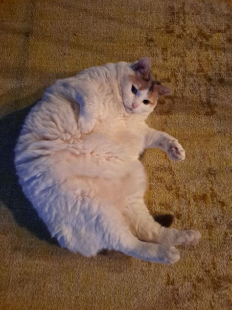 Ruby Looking Thicc R Chonkers
