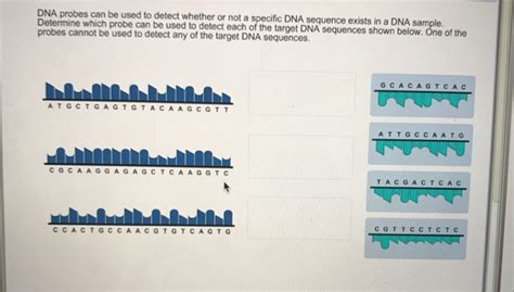 Solved Dna Probes Can Be Used To Detect Whether Or Not A