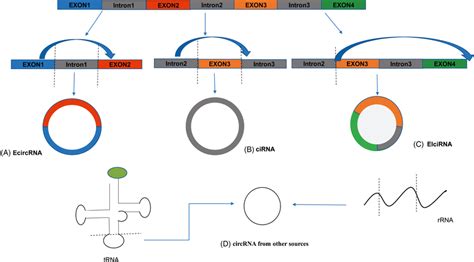 The Sources Circrnas Formation A Exonic Circrnas Ecircrnas Most
