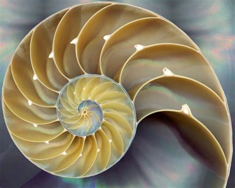 Fibonacci Sequence In Nature
