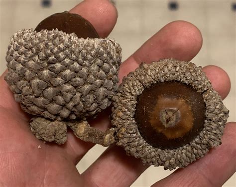 Quercus Macrocarpa Hybrid — Phytognosis