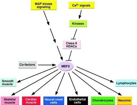 Mef2 Alchetron The Free Social Encyclopedia