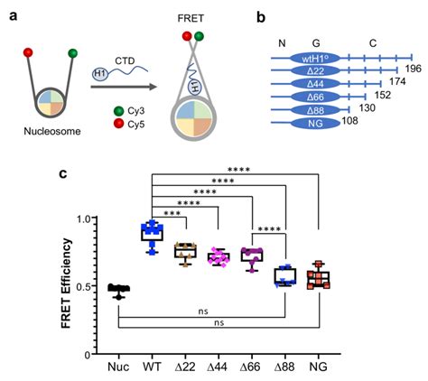 Two Regions Within The H1 Ctd Contribute To Linker Dna Organization