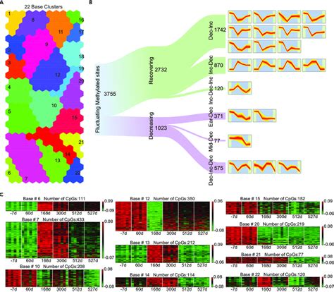 Six Dna Methylation Dynamic Patterns During Long Term Isolation A Som Download Scientific
