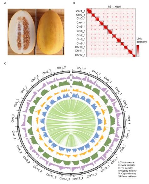 The First Semi Wild Type Melon T2t Genome Ass Eurekalert