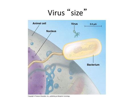 Pre Ap Biology Viruses Ppt Download