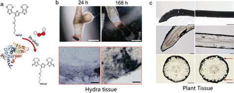 In Liquido Computation With Electrochemical Transistors And Mixed Conductors For Intelligent