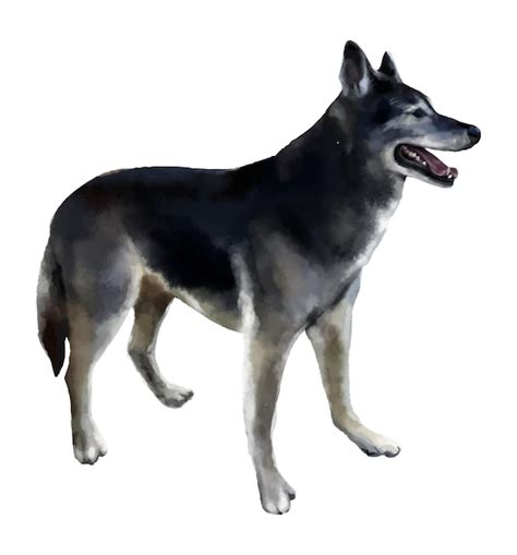 손으로 만든 큰 개 독일 셰퍼드 수채화 벡터 그림 투명에 고립 된 현실적인 프리미엄 벡터