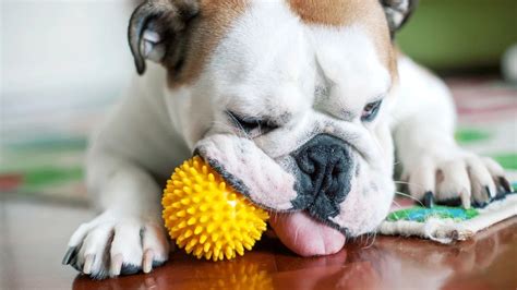 Qué Es La Reactividad En Los Perros Y Cómo Se Trata Infobae