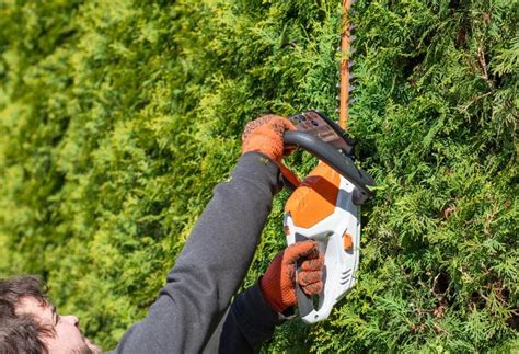 Tree Trimming Service Efficient Tree Pruning Services