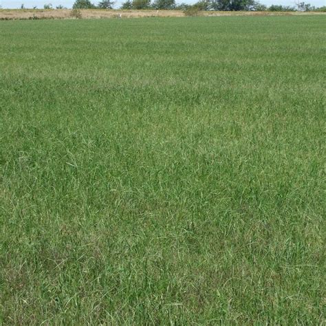 Teff Grass Eragrostis Tef Dessie Teff Great Basin Seed
