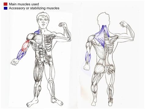Bicep Curls Exercise Description